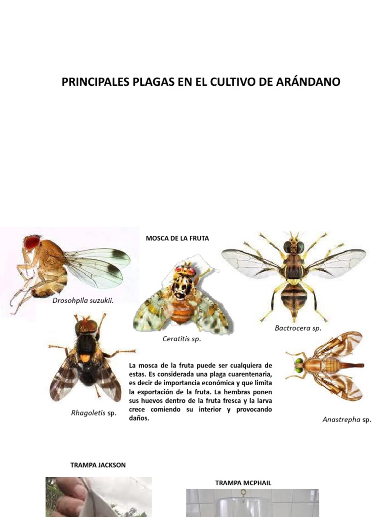 Presentacion Plagas 2 | PDF | Mosca | Insectos