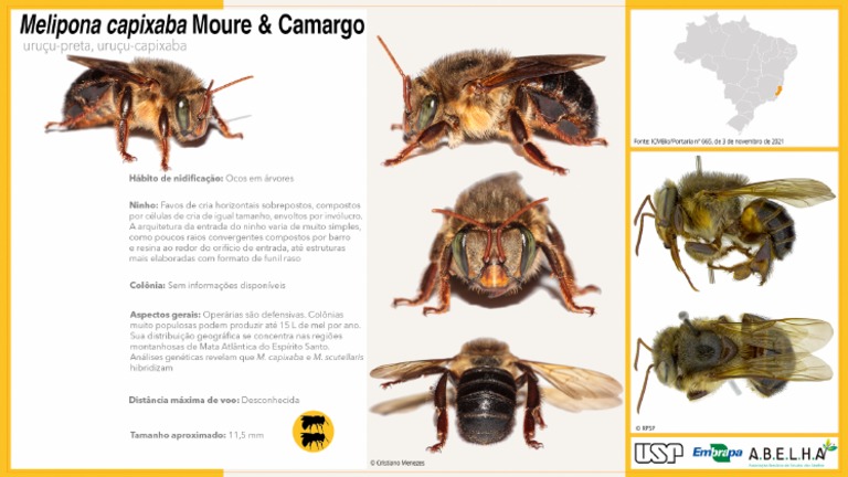 Melipona Capixaba | PDF