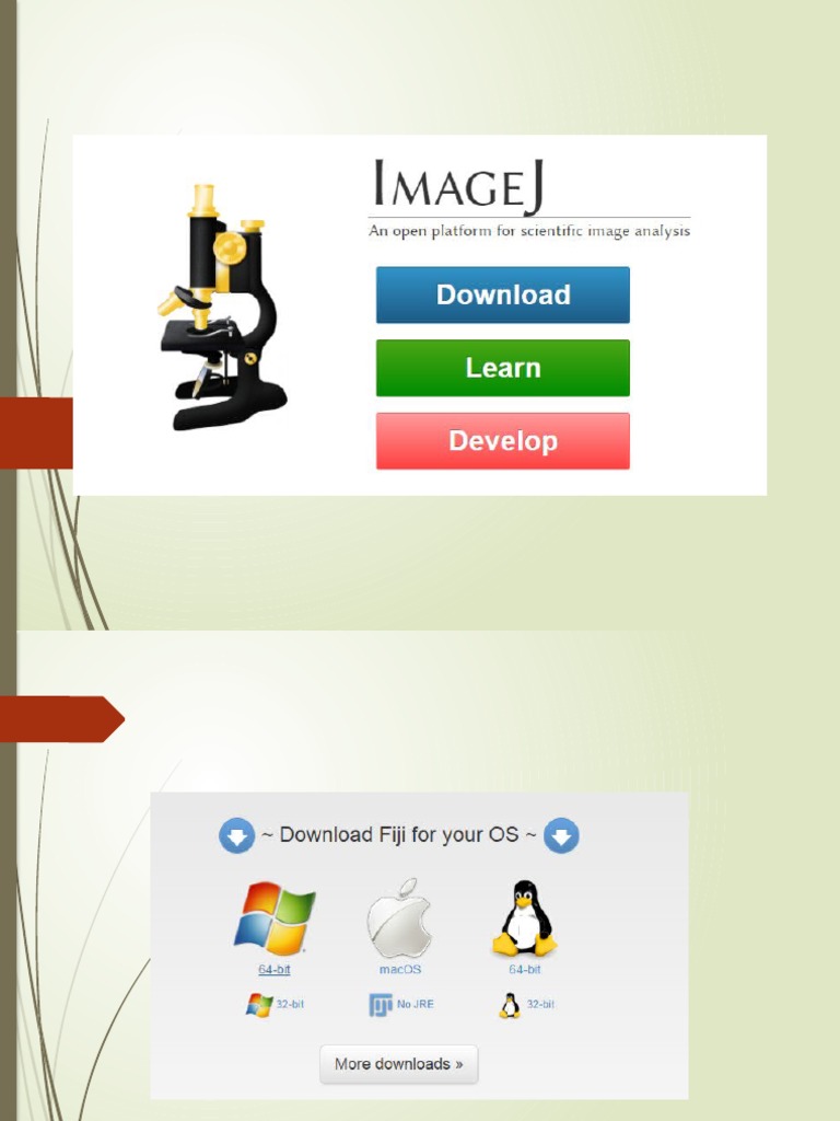 Como Fazer Análise de Sholl No ImageJ | PDF