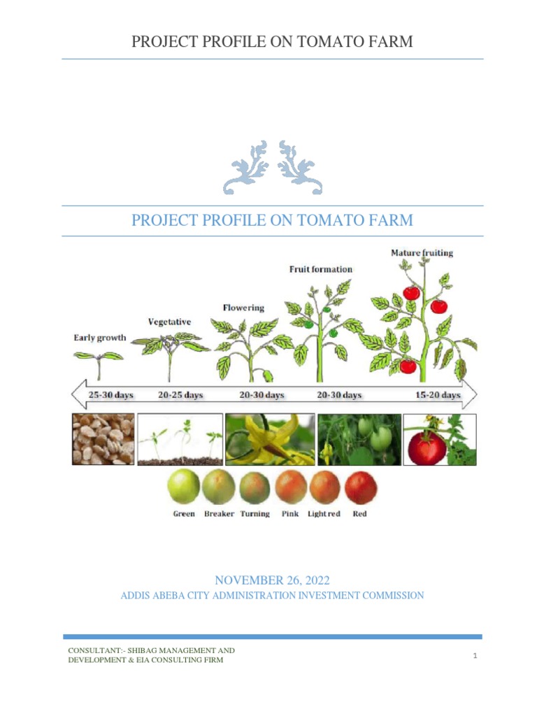 3) Profile On Vegetables Farm (Tomato Production) | PDF | Environmental ...