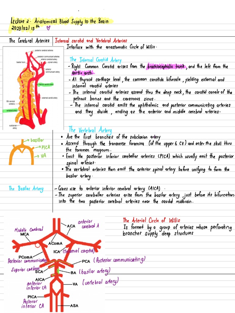 Lecture 10 | PDF | Common Carotid Artery | Cerebrospinal Fluid
