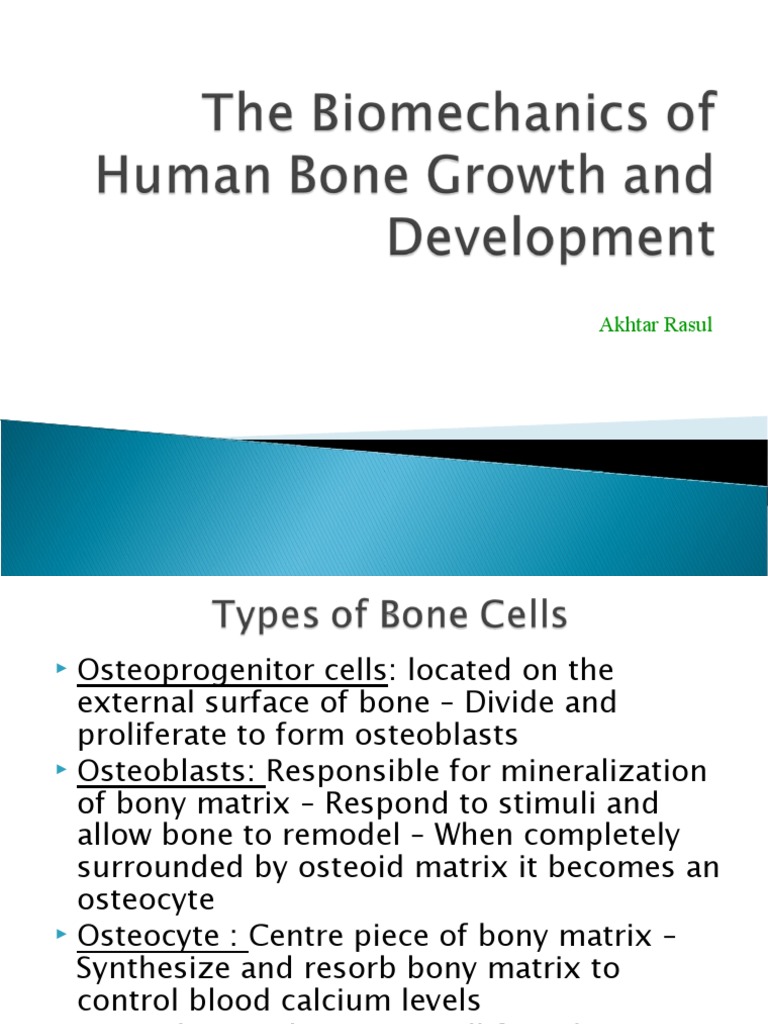 2 Bone Growth and Development | PDF | Bone | Osteoporosis