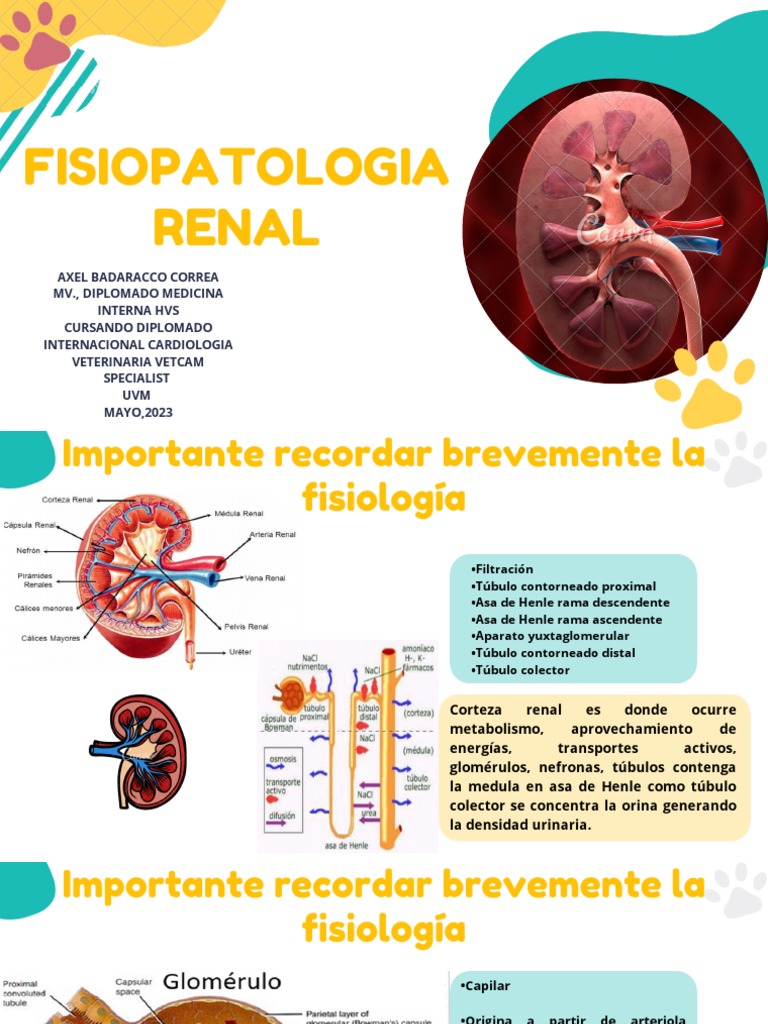 FISIOPATOLOGIA RENAL Def | PDF | Riñón | Medicina CLINICA
