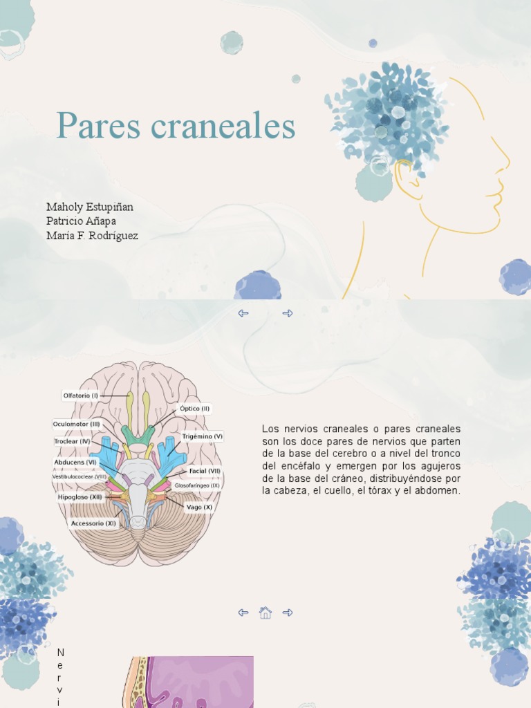 Anatomía de los 12 Pares Craneales | PDF | Anatomía | Sistema nervioso