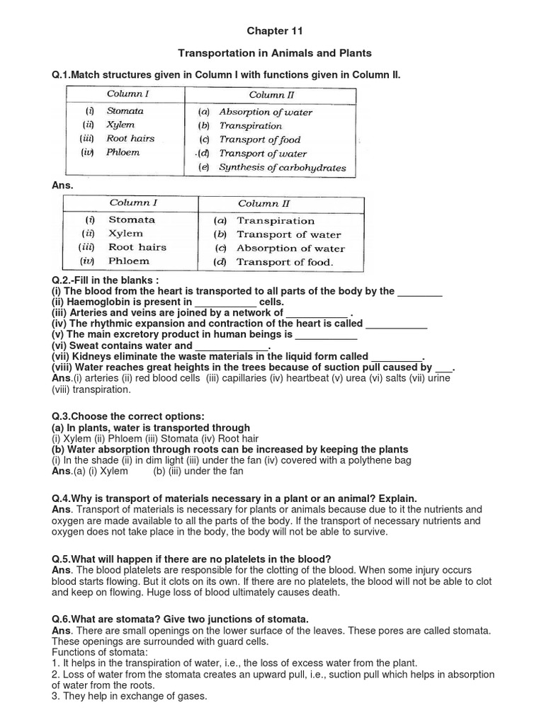 7 Sci Ch 11 Transportation | PDF