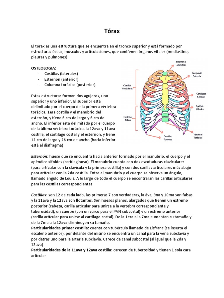 Anatomia del Torax | PDF
