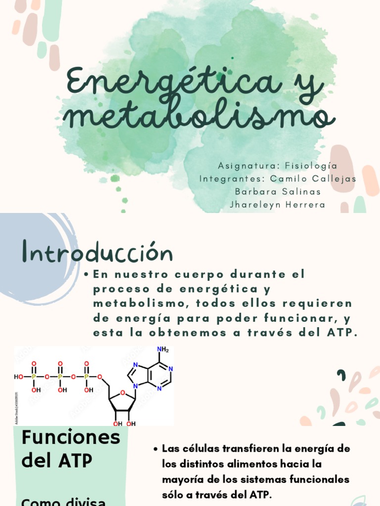 Energetica y Metabolismo | PDF