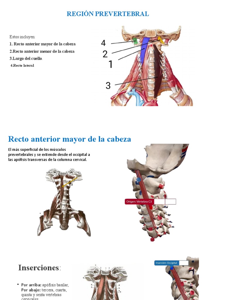 Región Prevertebral | PDF