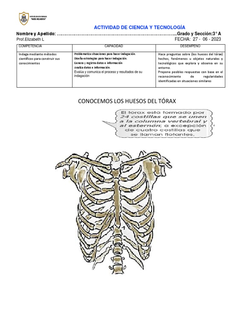 Conocemos Los Huesos Del Tórax | PDF