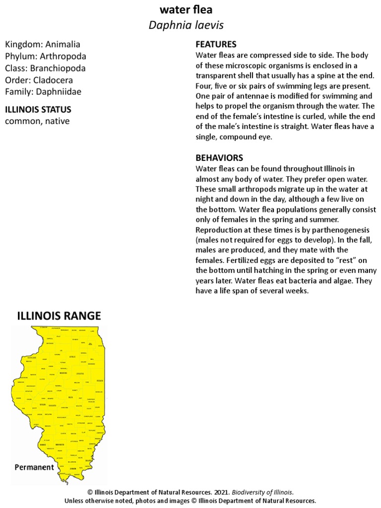 Water Flea 3 | PDF | Earth Sciences
