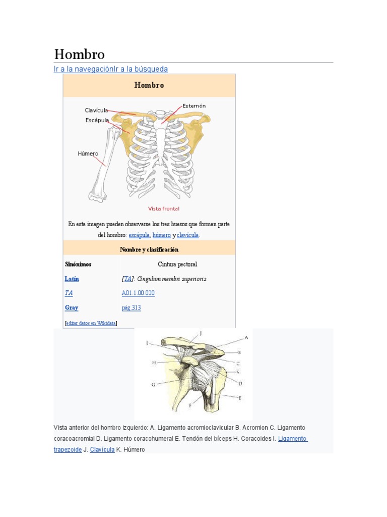 Hombro | PDF | Hombro | Extremidades (anatomía)