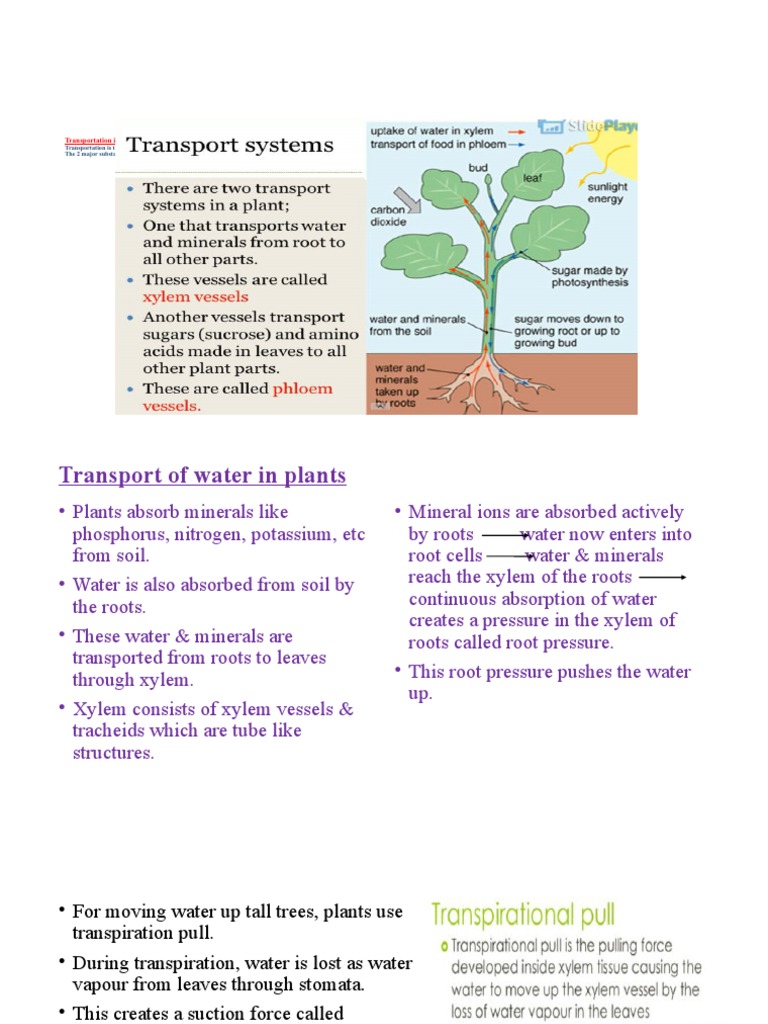 Transportation in Plants | PDF | Root | Leaf