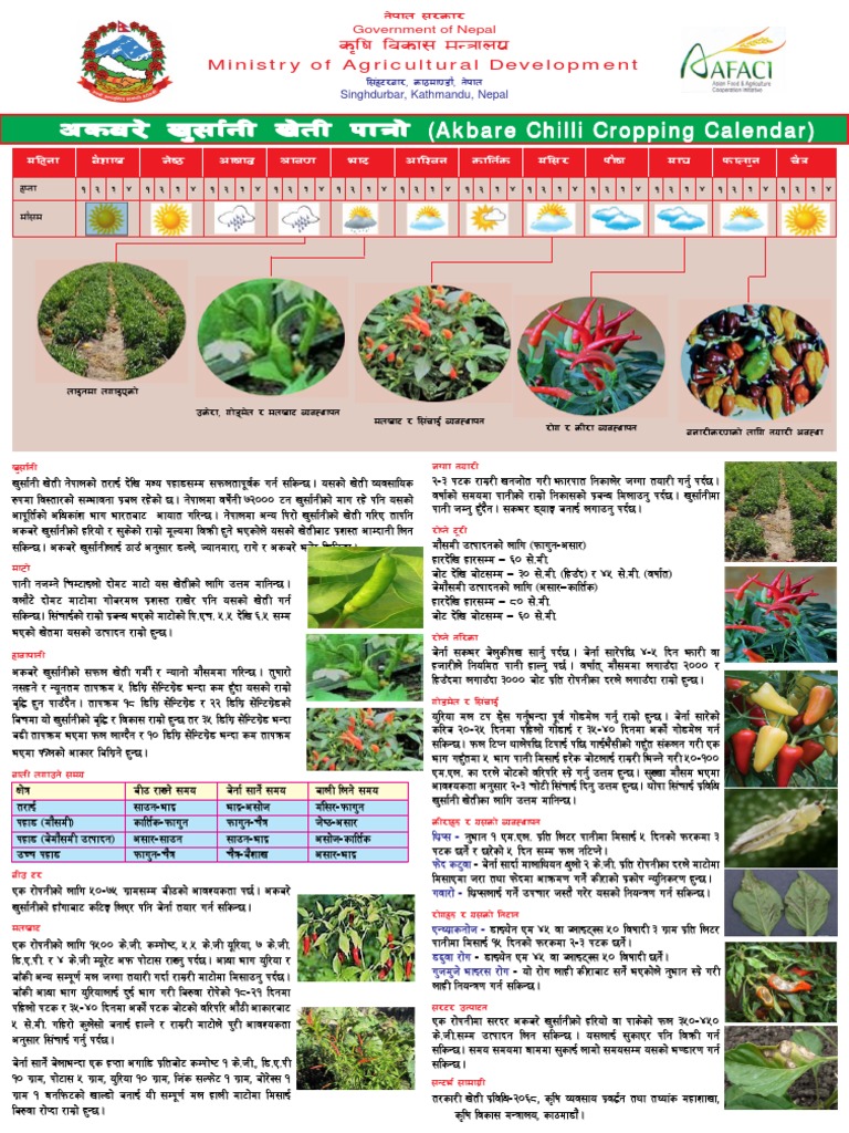 Chilli Crop Calender | PDF