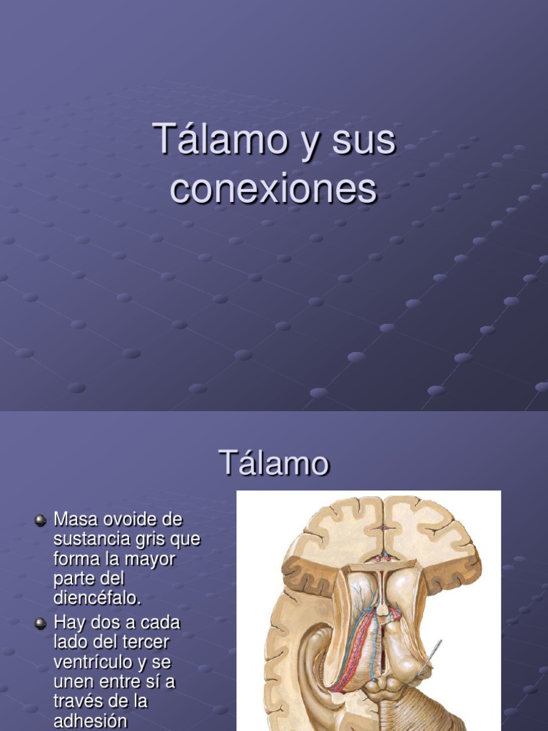 Talamo y Sus Conexiones | PDF | Hipotálamo | Tálamo
