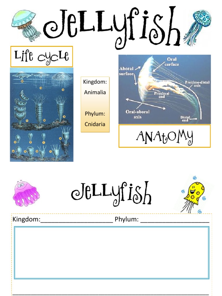 Jellyfish Note Booking | PDF | Wellness