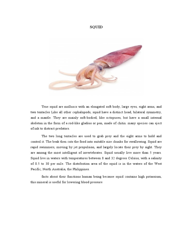 Squid | PDF