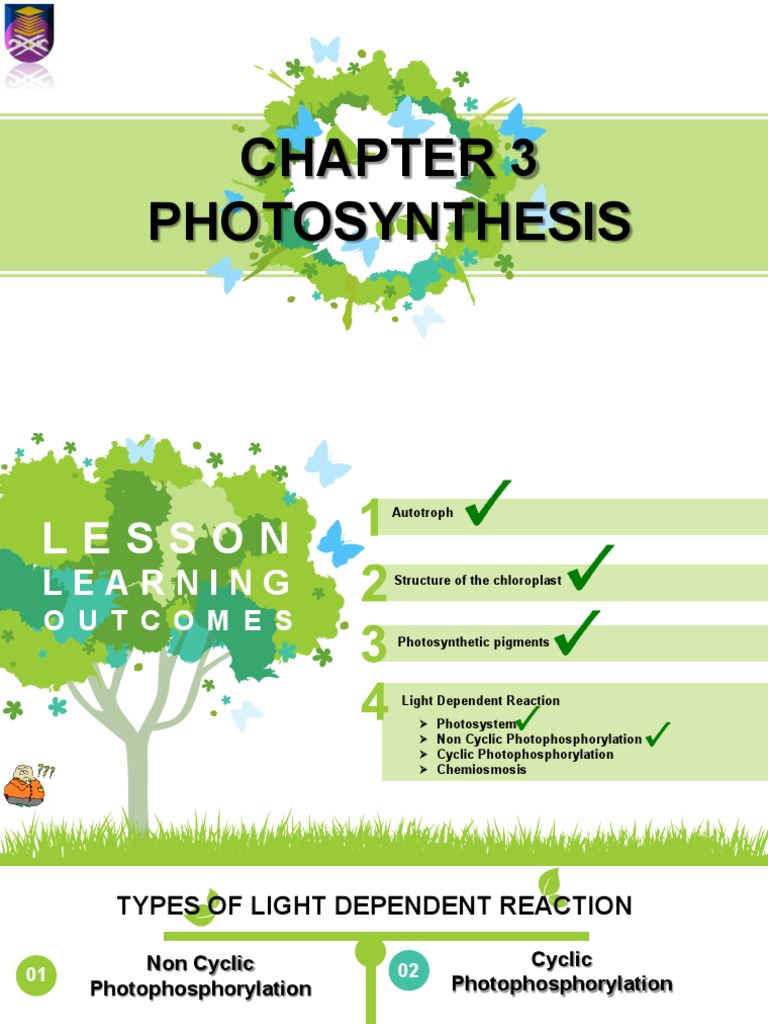 Cyclic vs Non-Cyclic Photophosphorylation | PDF | Physiology | Plant ...