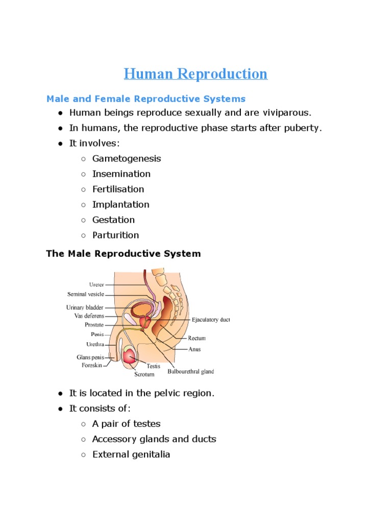 Chapter 3 Human Reproduction Pdf Organ Anatomy Sexual Reproduction