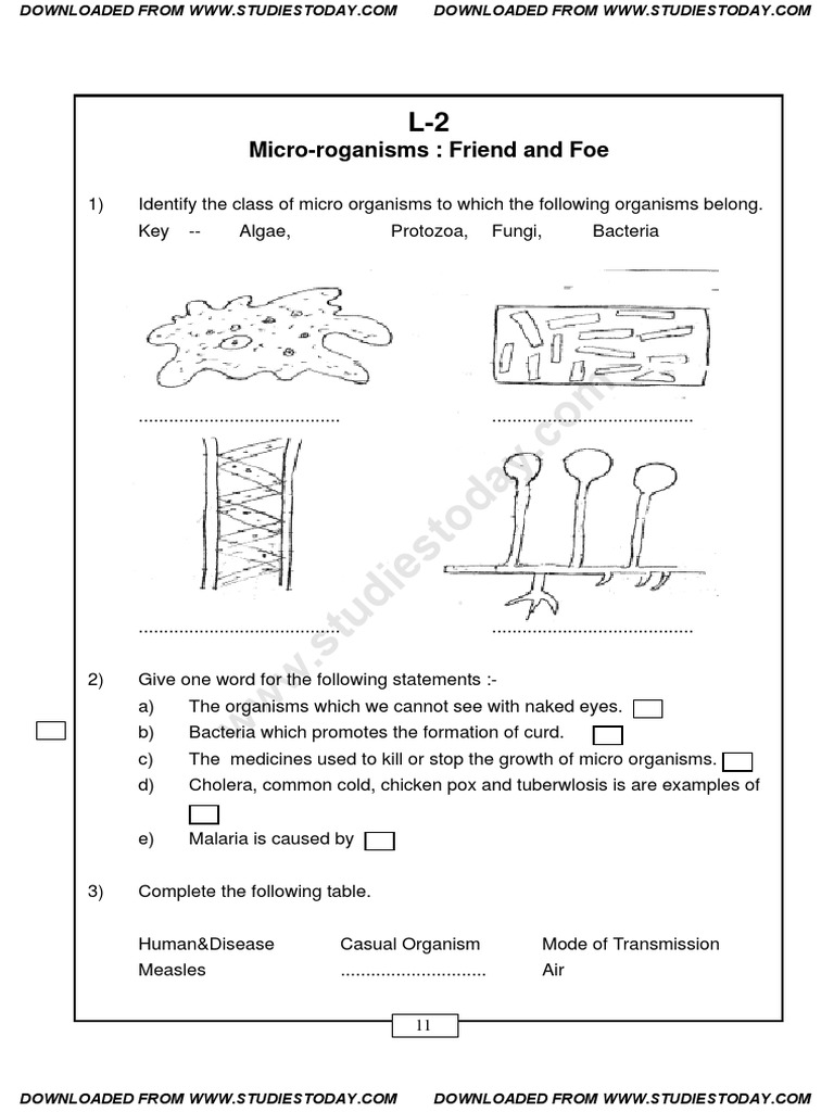 Class 8 Science Worksheet - Micro-Organisms-Friend and Foe | PDF