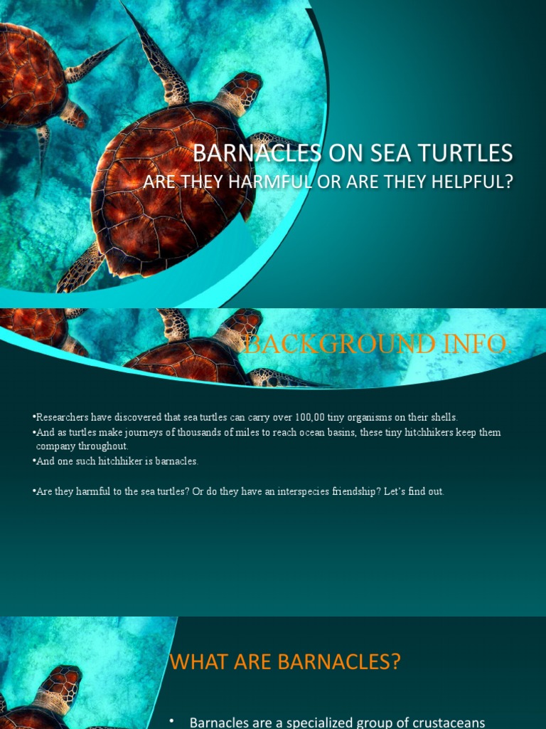 Barnacles On Turtles | PDF | Sea Turtle | Turtle