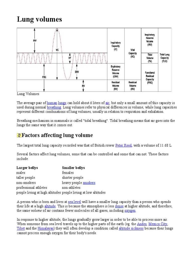 Lung Volumes | PDF | Exhalation | Breathing