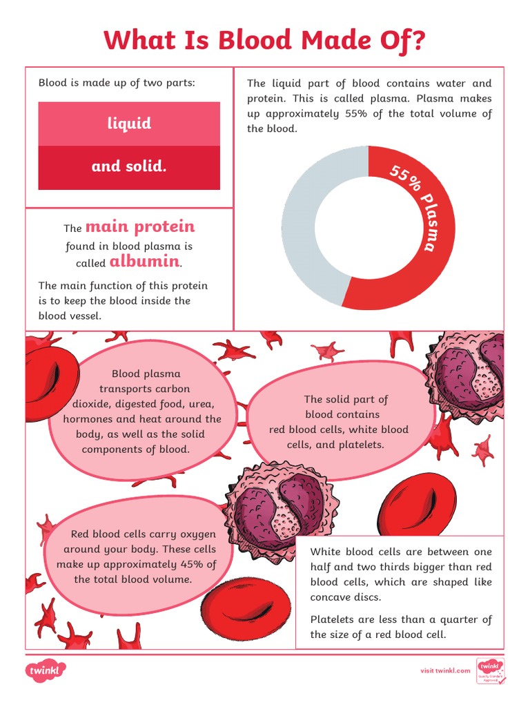What Is Blood Made Of | PDF