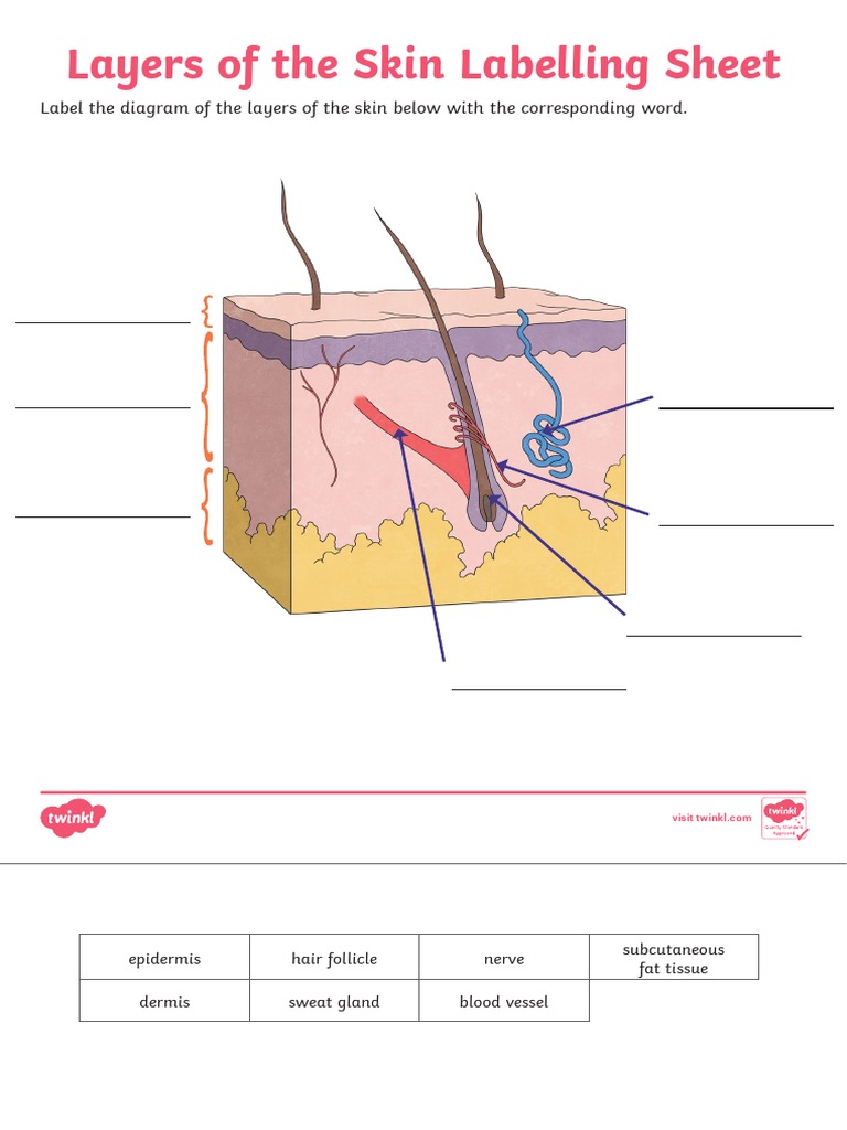 Layers of the Skin Labelling Sheet | PDF