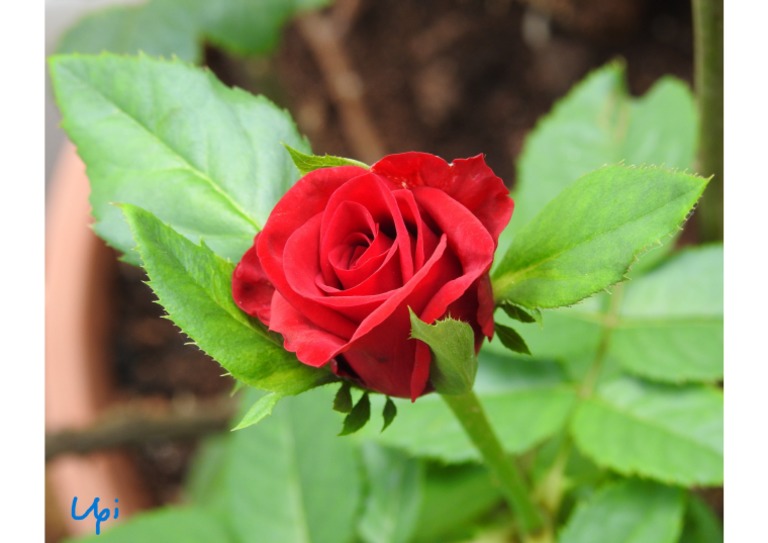 The Rose | PDF