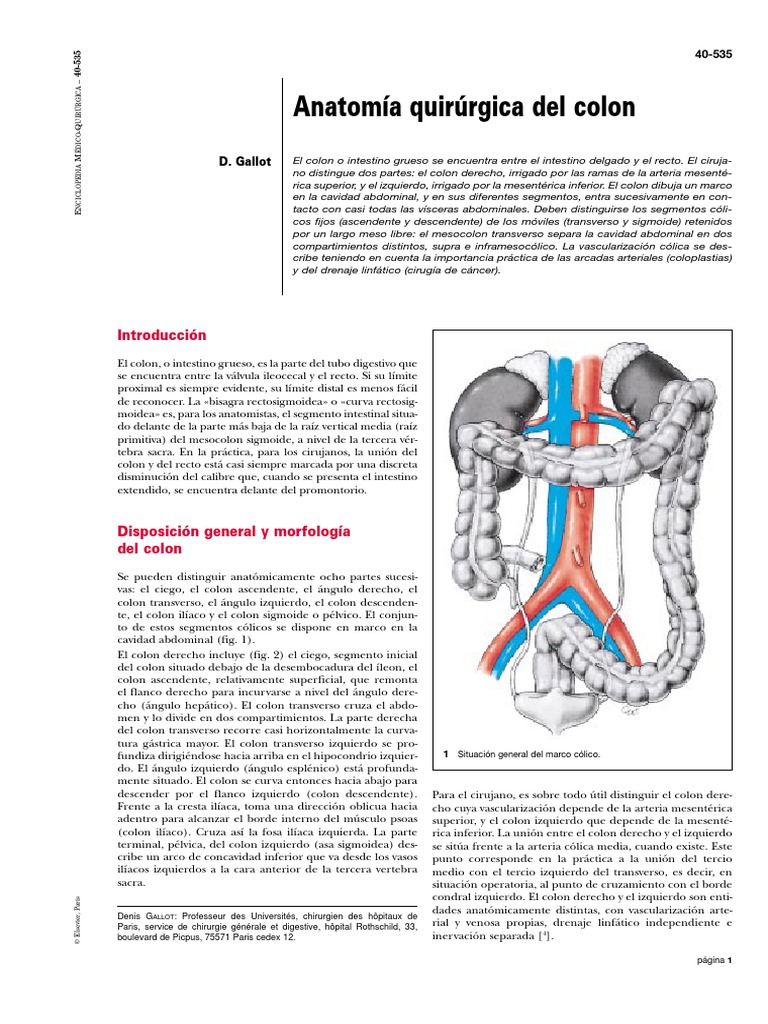 Anatomía Quirúrgica Del Colon | PDF