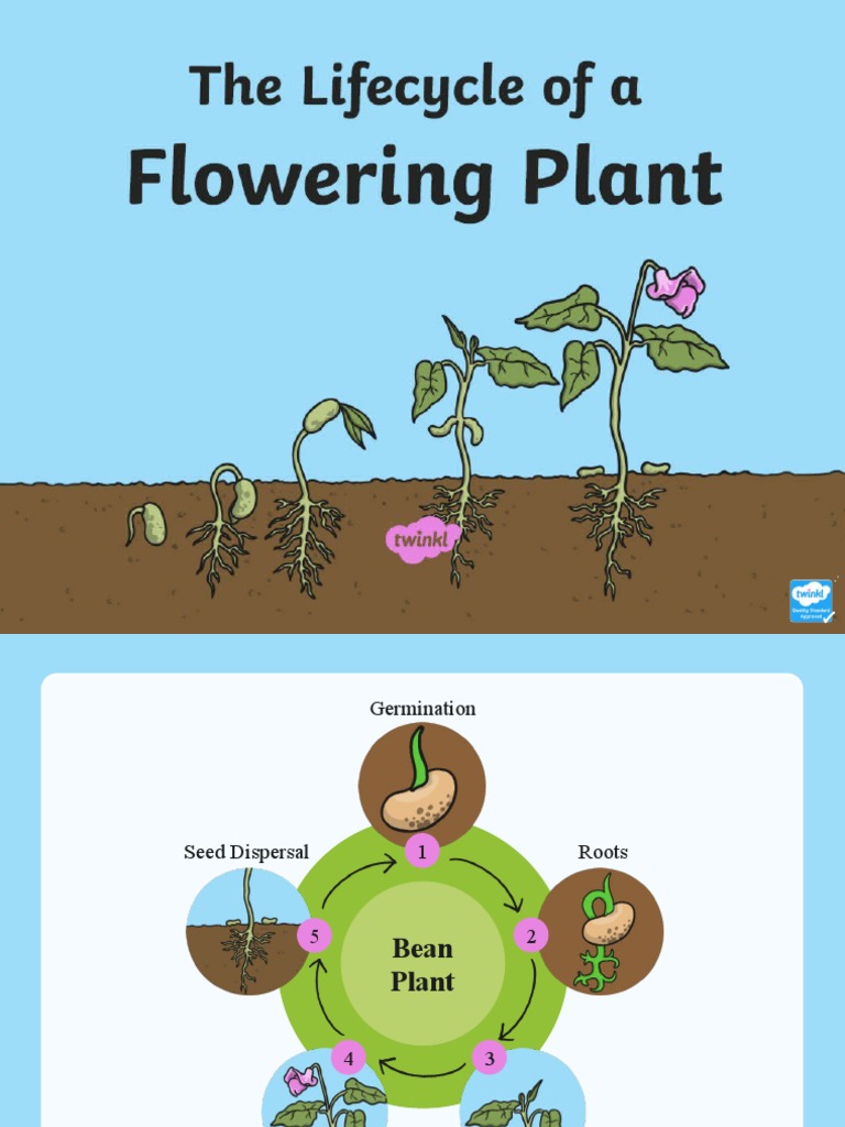 Life Cycle of Flowering Plants | PDF