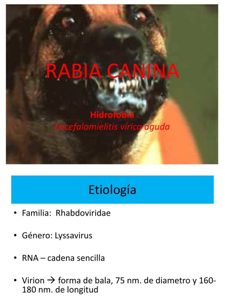 RABIA CANINAfernely | PDF | Rabia | Especialidades Medicas