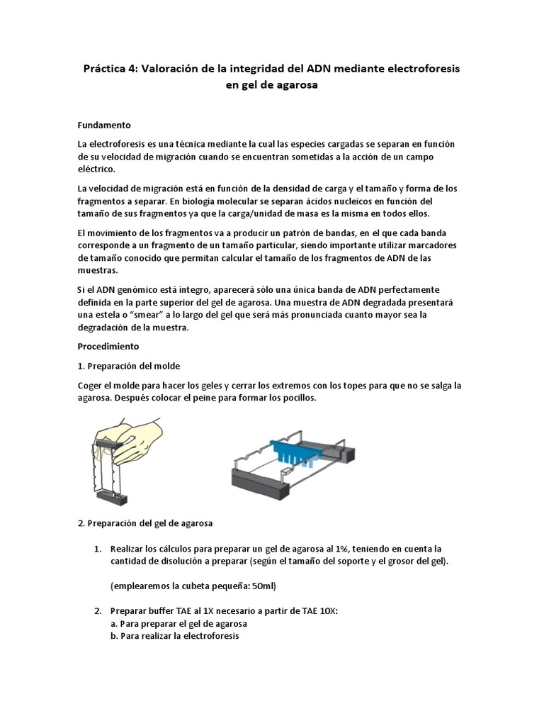Práctica 4 Integridad ADN Mediante Electroforesis | PDF | Electroforesis | Biología Molecular