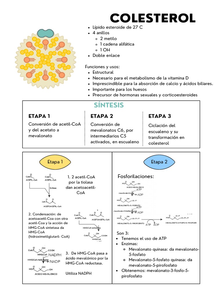 Colesterol | PDF | Colesterol | Bioquímica