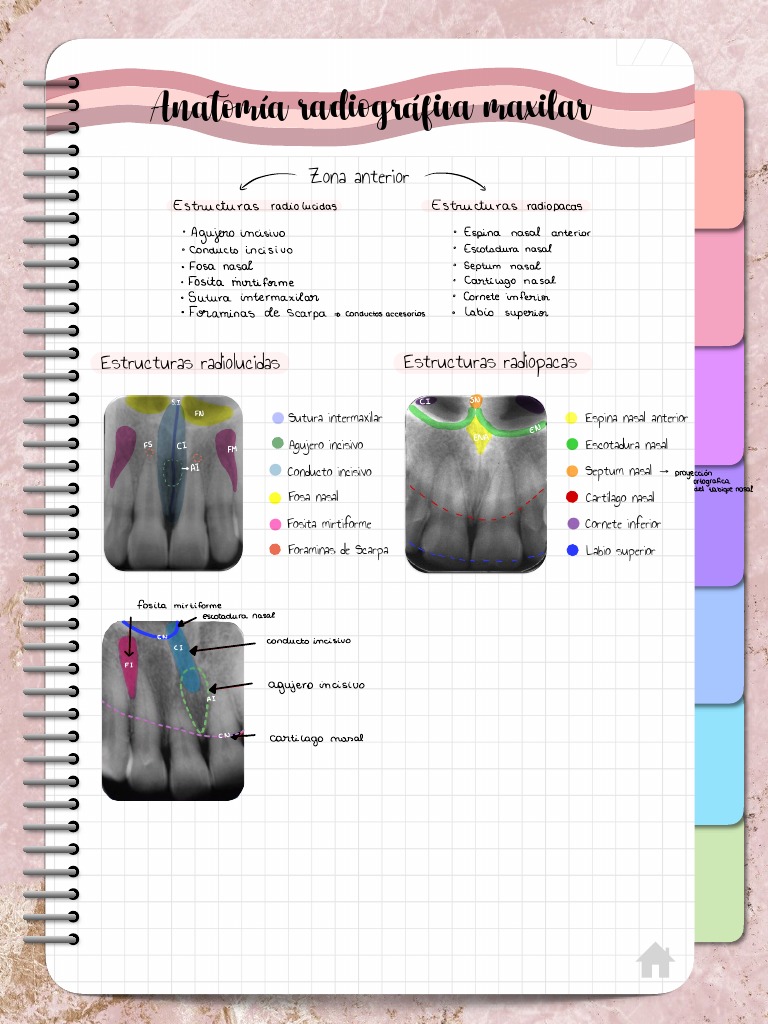 RX Maxilar | PDF | Rasgos faciales | Cara