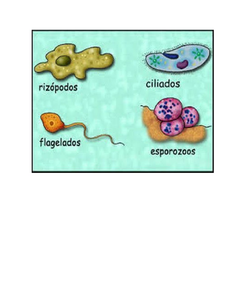 Protozoarios