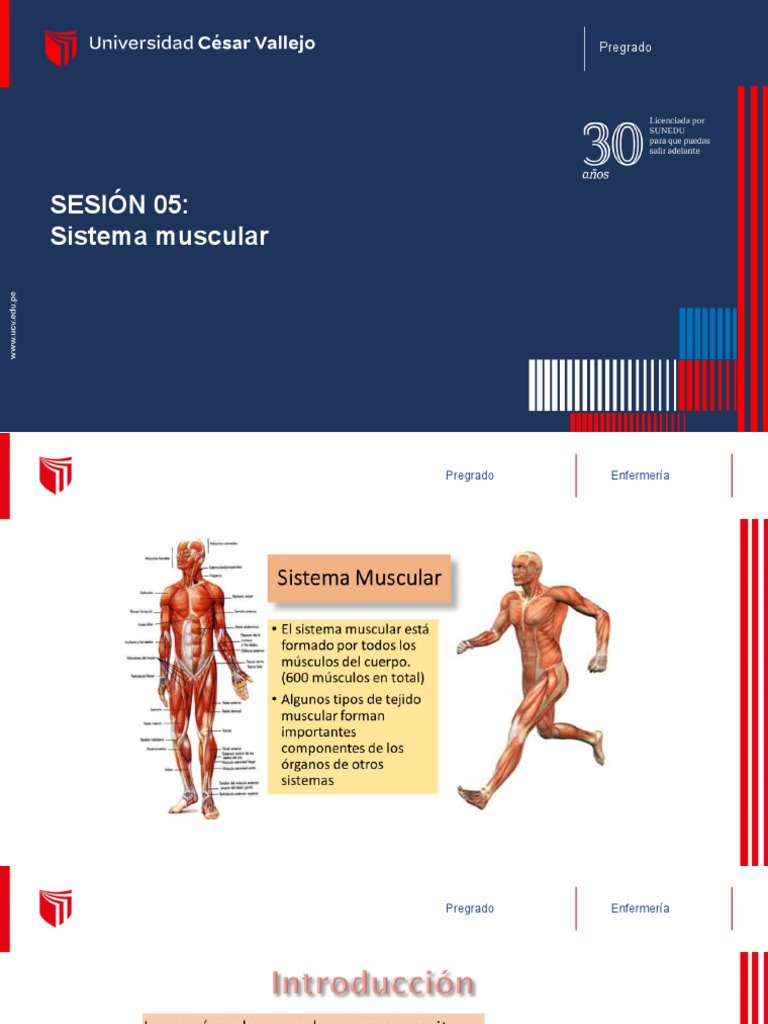 Anatomía del Sistema Muscular en Enfermería | PDF | Ciencia y matemáticas
