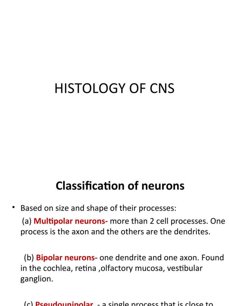 Lecture 30 Histology of Cns | PDF | Cerebellum | Cerebral Cortex