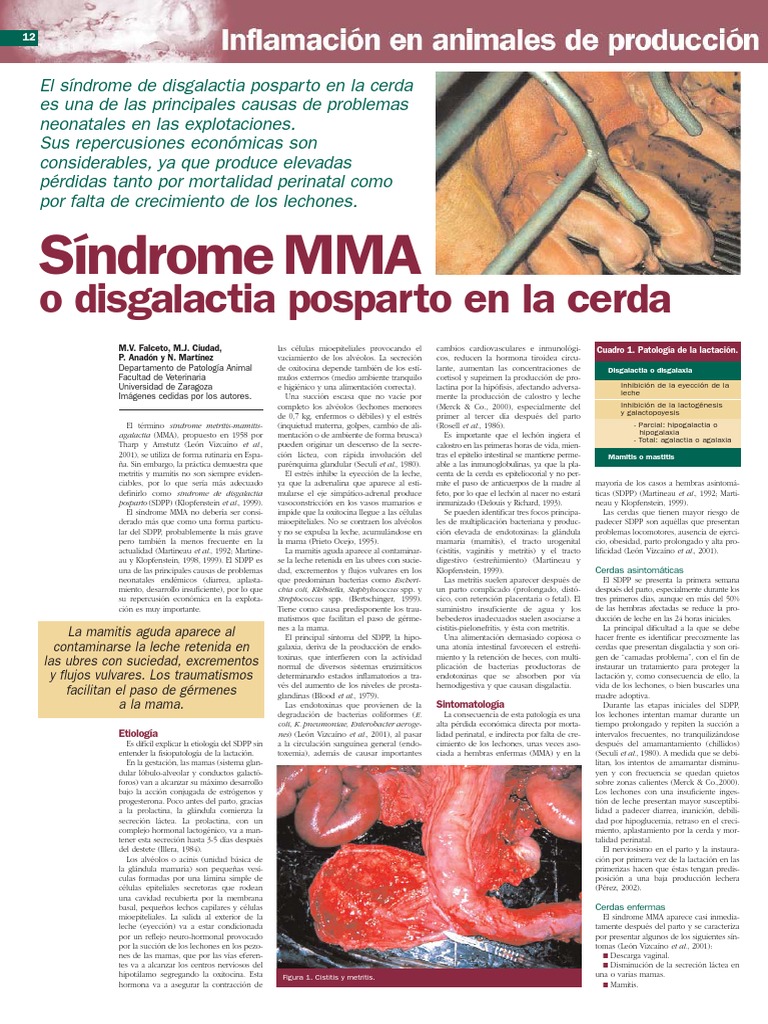 Síndrome MMA: o Disgalactia Posparto en La Cerda | PDF | Droga anti ...