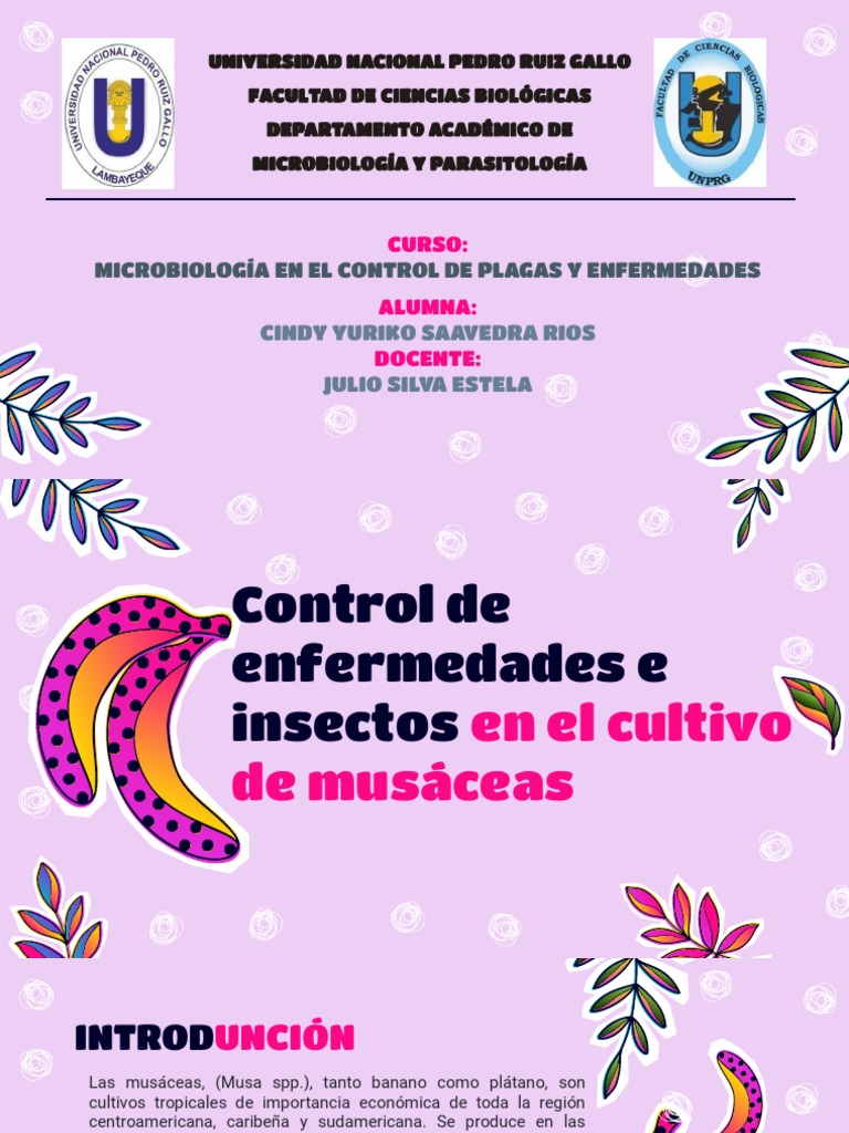 Control de Enfermedades e Insectos en El Cultivo de Musaceas-Yuriko ...