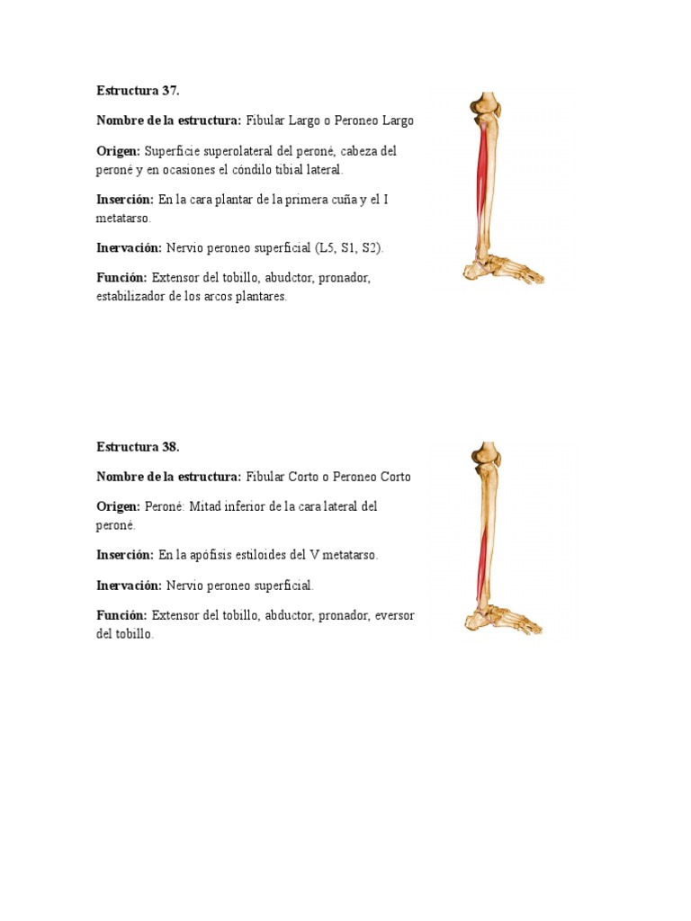 Peroneo Largo y Corto | PDF