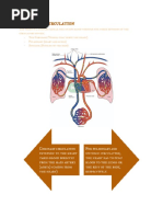 Blood and Circulation, iGCSE Biology | PDF | Circulatory System ...
