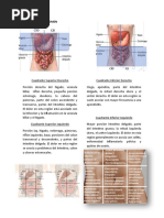 Signos de neumoperitoneo en radiografías | PDF | Abdomen | Hígado