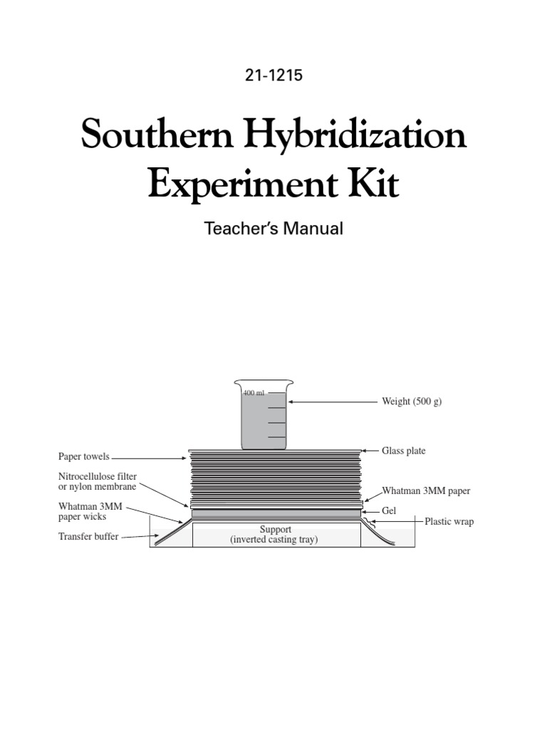 Southern Hybrid Experiment Teacher | PDF | Gel Electrophoresis ...