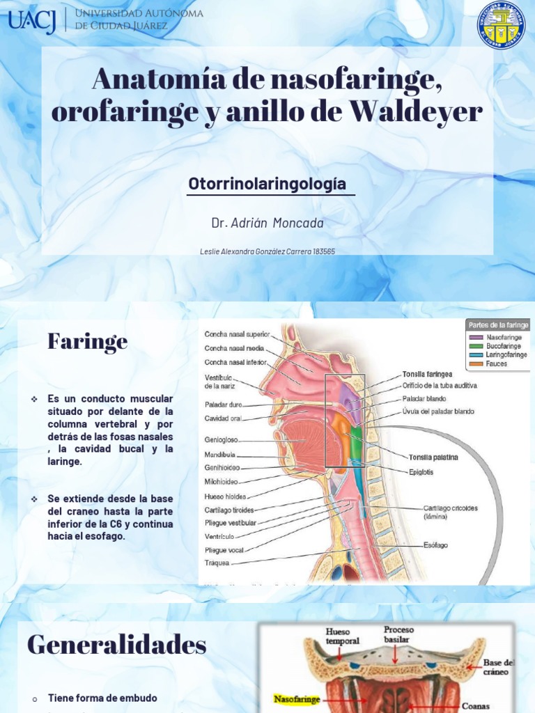 Anatomía de Nasofaringe y Orofaringe | PDF | Laringe | Anatomía humana
