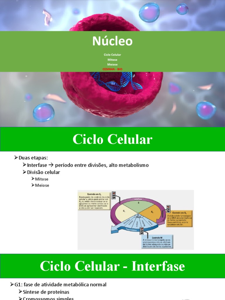 3 Núcleo Ciclo Celular E Divisão Celular Pdf Meiose Mitose