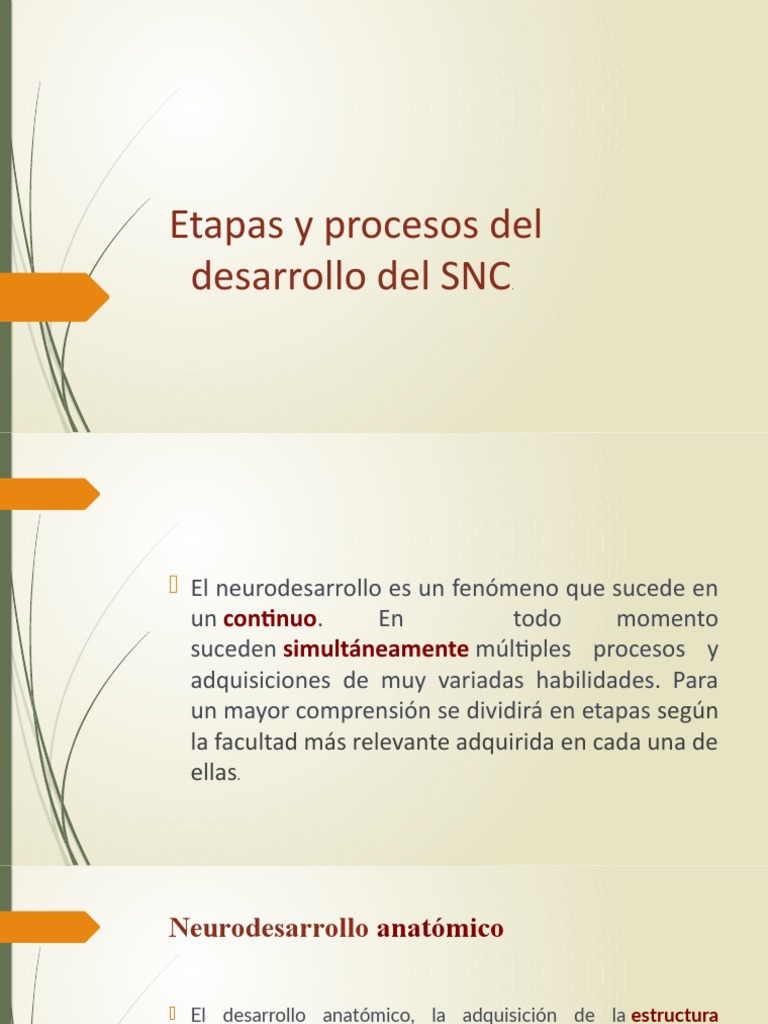 Etapas y Procesos Del Desarrollo Del SNC | PDF