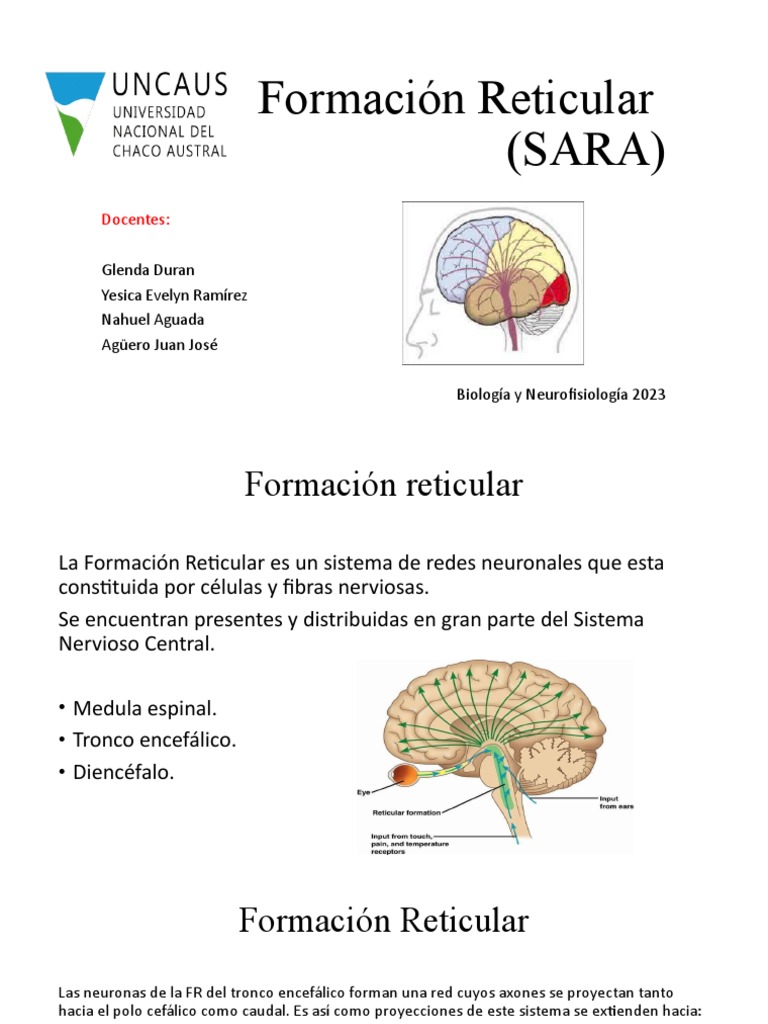 Formación Retícular UNCAUS Clase 6 (1) | PDF | Hipotálamo | Cerebelo