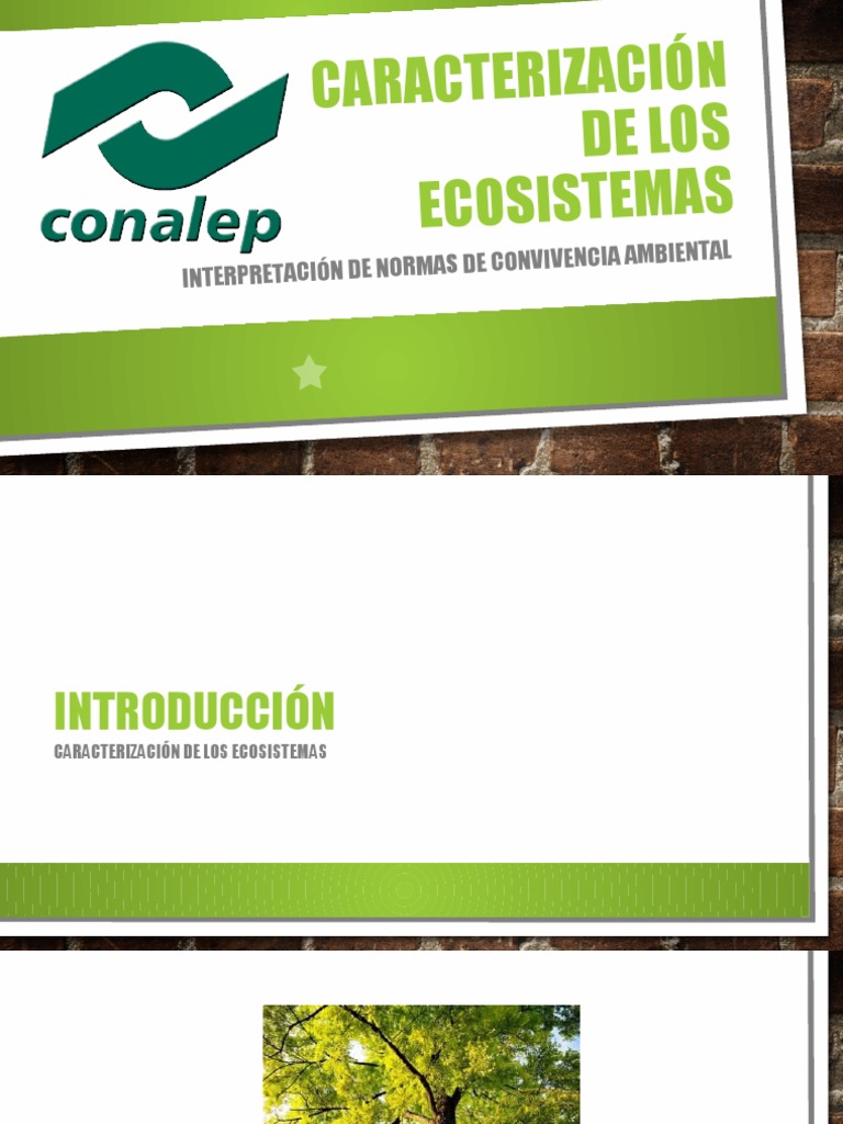 5 Presentación ECOSISTEMAS | PDF | Selva | Ecosistema