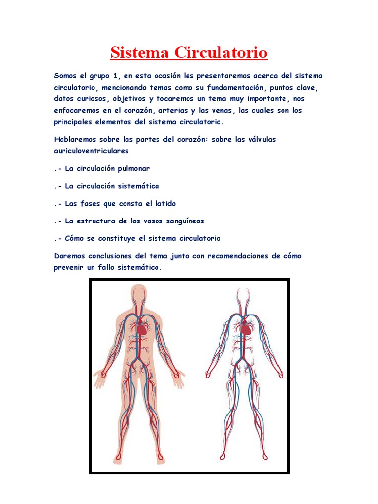 Sistema Circulatorio | PDF | Sistema circulatorio | Artería