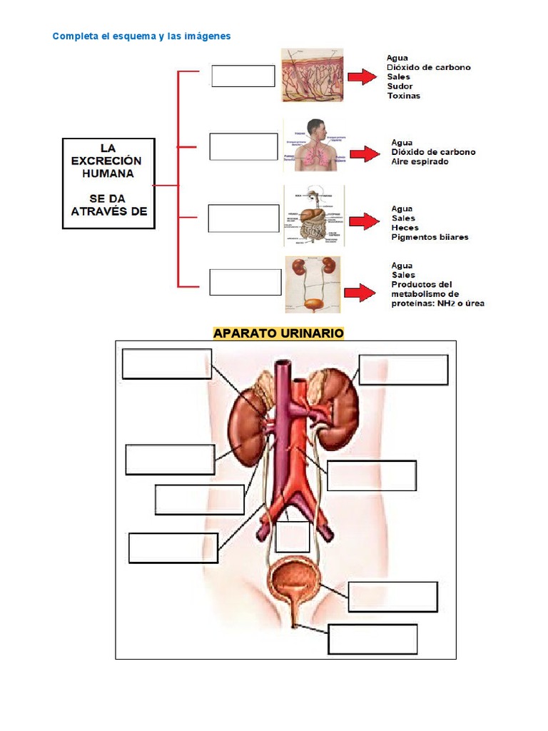 Ficha de Trabajo Aparato Urinario | PDF